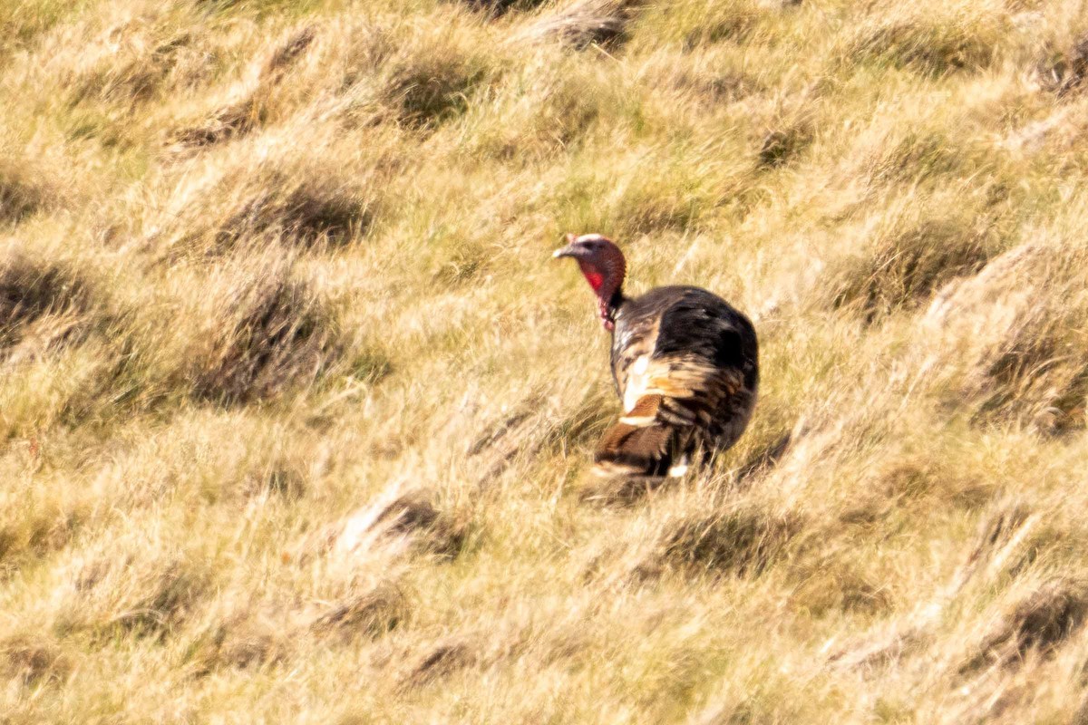 eBird Checklist - 12 Feb 2025 - Start of Mana/Keanakolu Road - 5 species