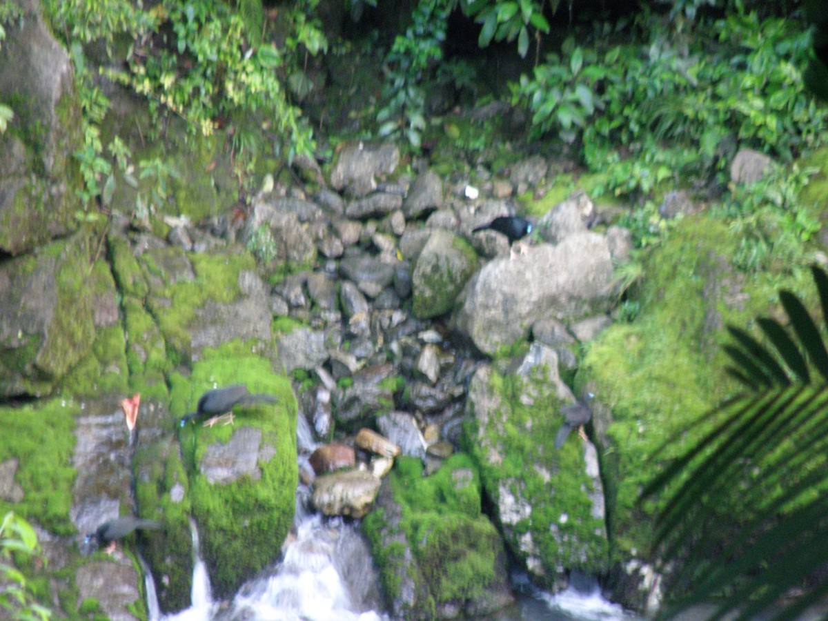 Wattled Guan - Aburria aburri - Media Search - Macaulay Library and eBird