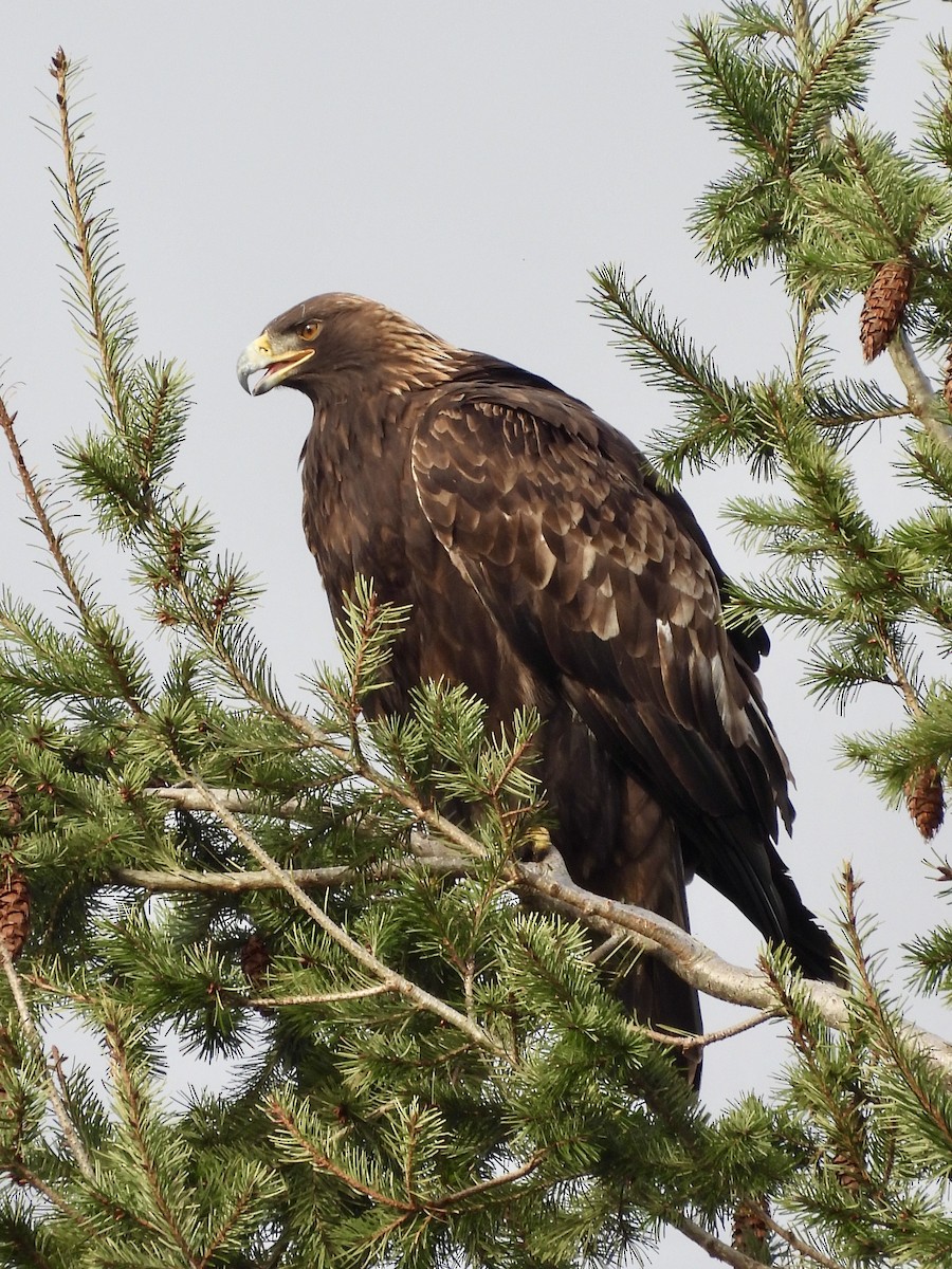 eBird Checklist - 5 Mar 2025 - Serpentine Fen - 35 species (+1 other taxa)