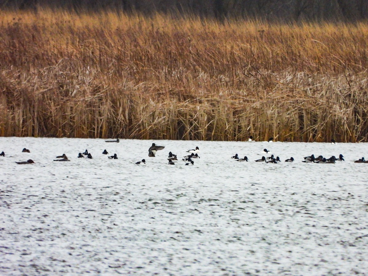 eBird Checklist - 5 Mar 2025 - Fermilab (DuPage Co.) - 13 species