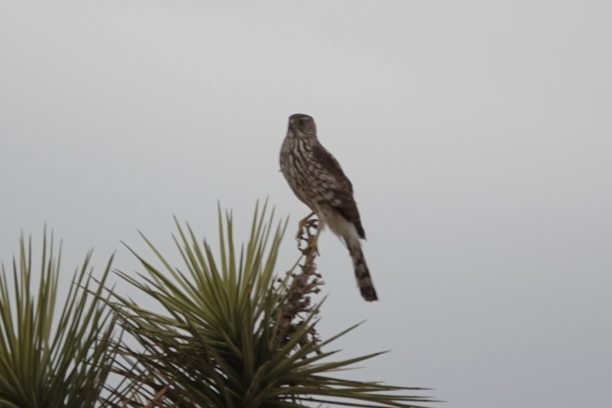eBird Checklist - 5 Mar 2025 - Piute Ponds (permit required) - 65 species
