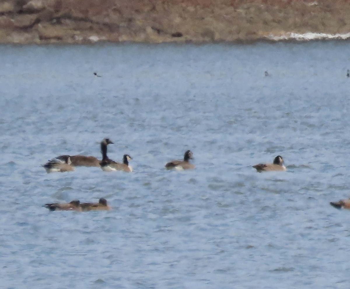 eBird Checklist - 4 Mar 2025 - Shenango Reservoir--Tent City Campground ...
