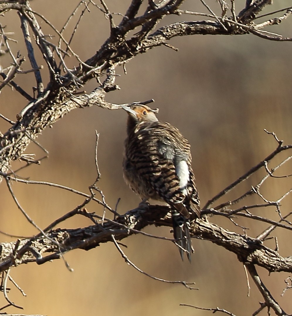 eBird Checklist - 5 Mar 2025 - Mt. Lemmon--Molino Basin - 10 species