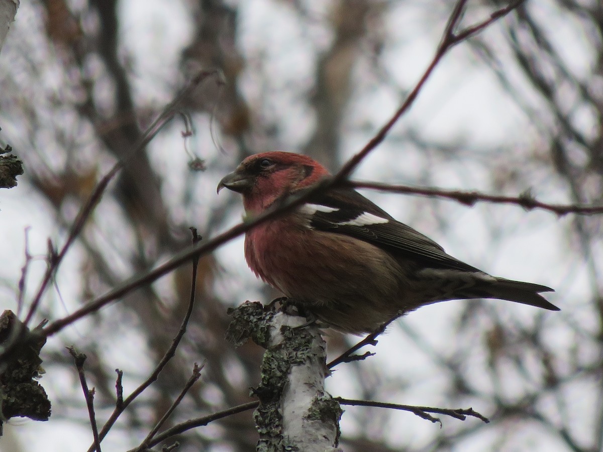 eBird Checklist - 30 Oct 2021 - McKellar Island Bird Observatory - 13 ...