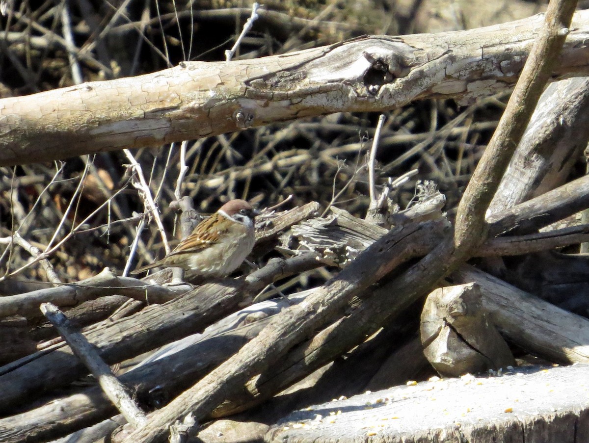 eBird Checklist - 2 Mar 2025 - Lye Creek Prairie Burn, aka The Burn ...