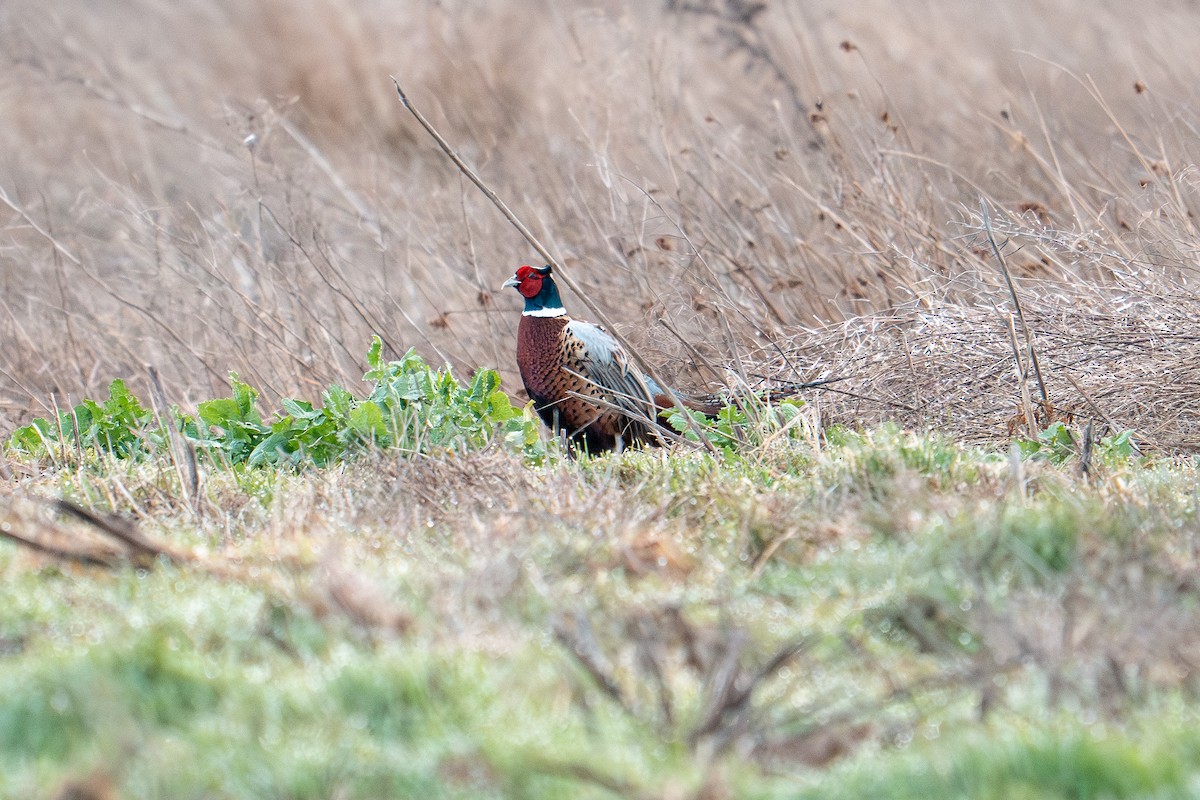 eBird Checklist - 5 Mar 2025 - Samish Flats--East 90 - 13 species