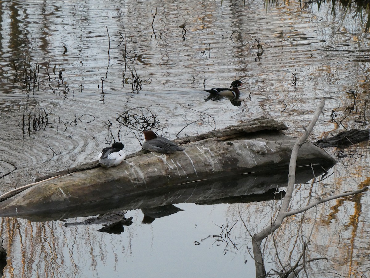eBird Checklist - 5 Mar 2025 - American River Parkway behind condo ...