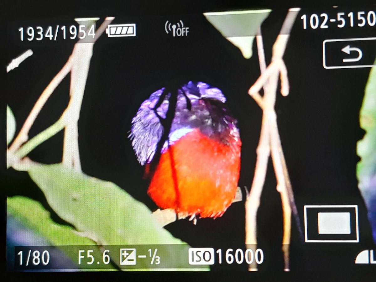 eBird Checklist - 3 Mar 2025 - Access Road to Danum Valley, Lahad Datu ...