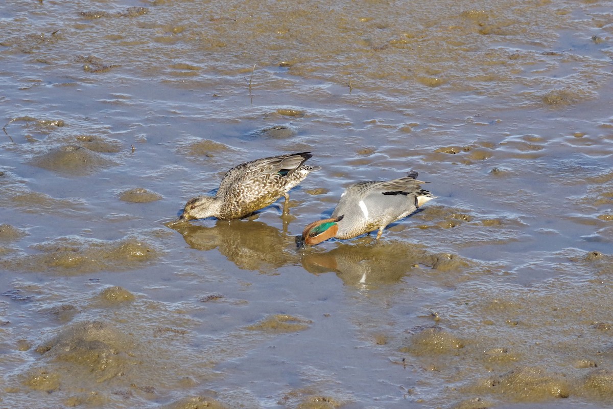 eBird Checklist - 5 Mar 2025 - Billy Frank Jr. Nisqually NWR - 74 ...
