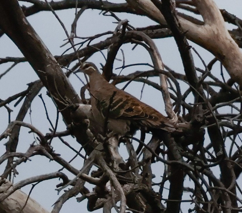 eBird Checklist - 6 Mar 2025 - Warwick Sailing Club - 18 species