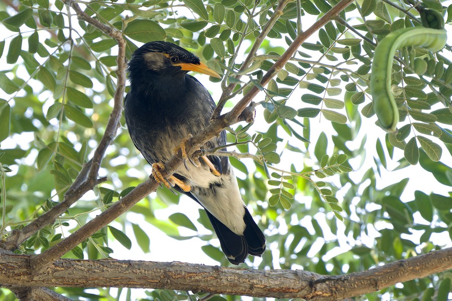 Siamese Pied Starling x Great Myna (hybrid) - eBird