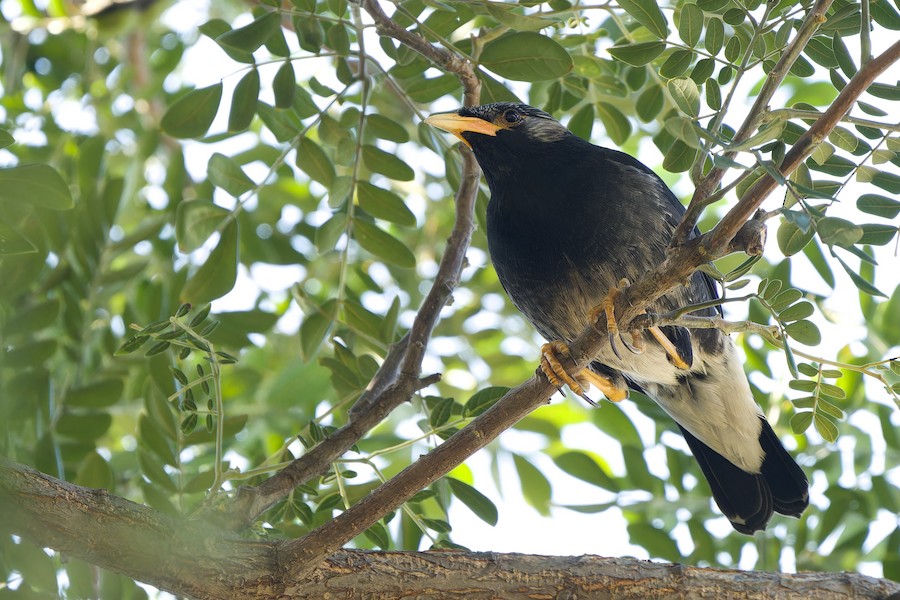 Siamese Pied Starling x Great Myna (hybrid) - eBird