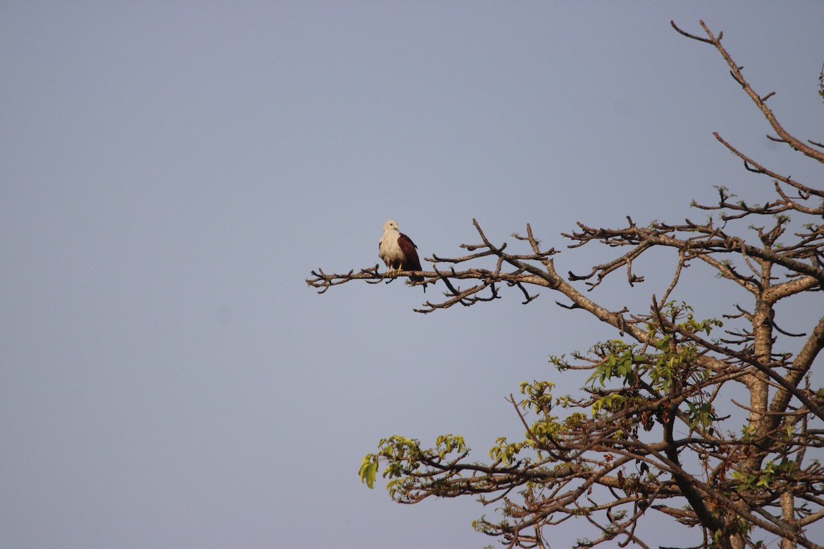 eBird Checklist - 15 Feb 2025 - Udear Springs - 38 species