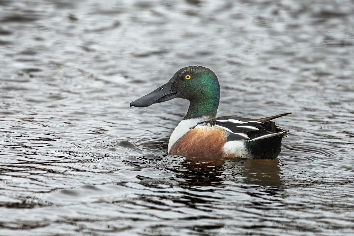 eBird Checklist - 6 Mar 2025 - Presque Isle State Park - 26 species (+1 other taxa)