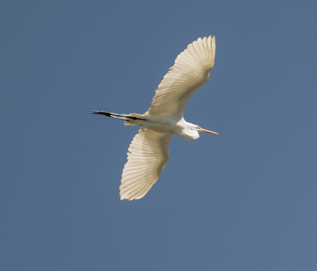 Pennsylvania Bird Atlas Checklist - 6 Mar 2025 - 525 Newport Drive ...