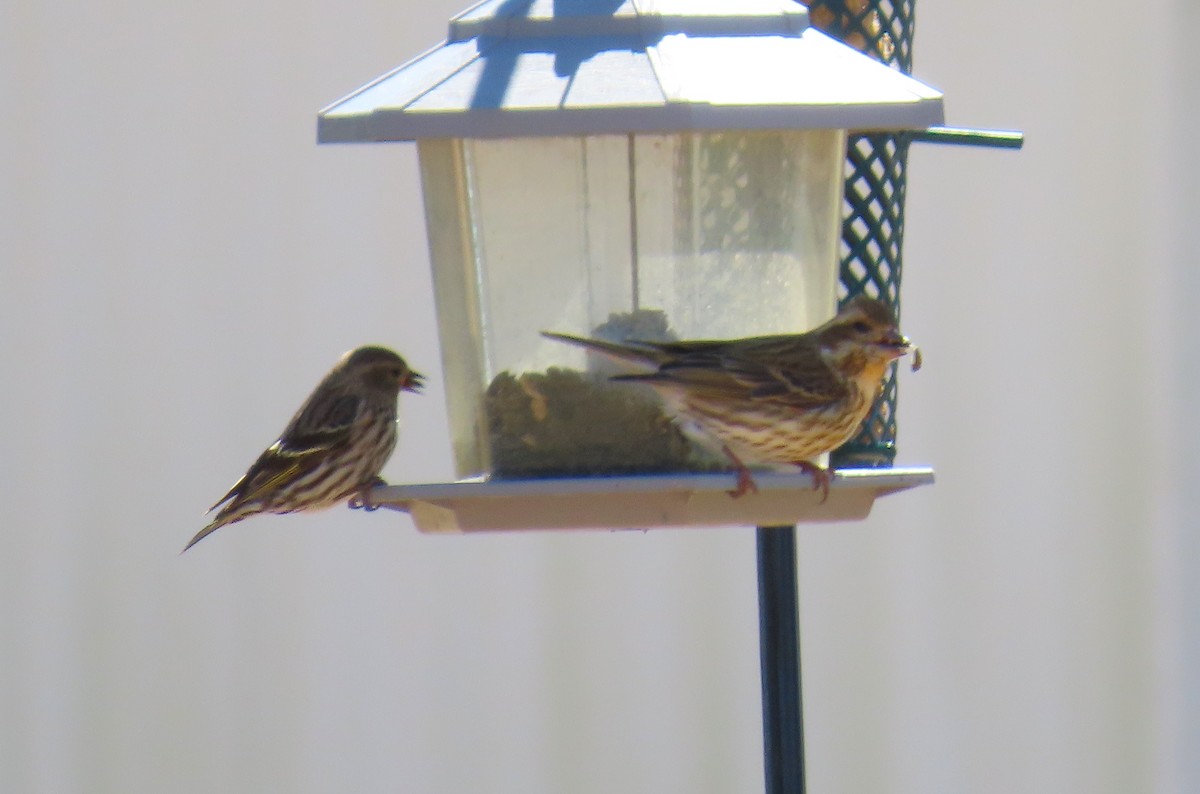 eBird Checklist - 6 Mar 2025 - Eklund-5560 Causeyville Road, Meridian ...