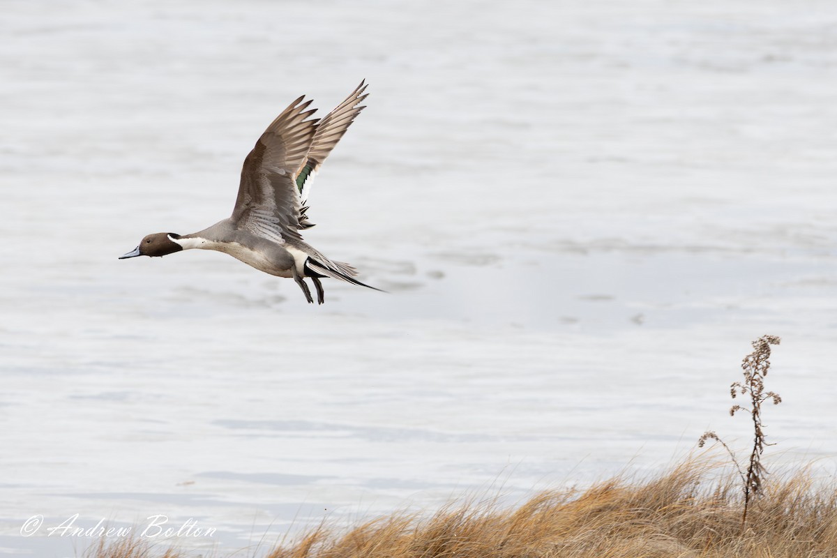 eBird Checklist - 6 Mar 2025 - Parker River NWR - 19 species