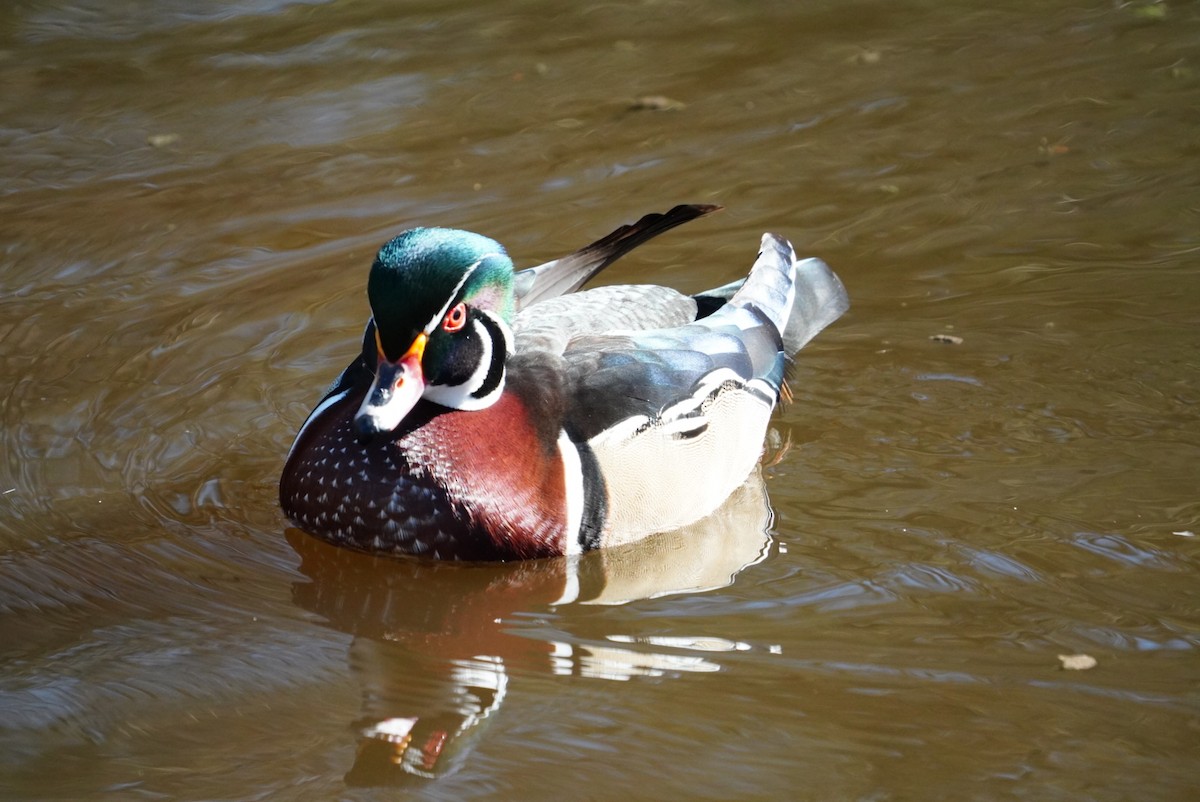 eBird Checklist - 6 Mar 2025 - Reifel Bird Sanctuary - 42 species