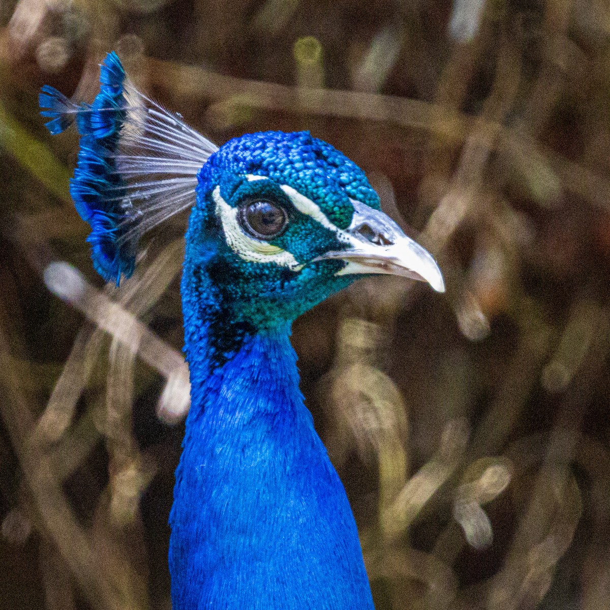 eBird Checklist - 6 Mar 2025 - Galveston--Settegast Rd. (UTC 067) - 10 ...
