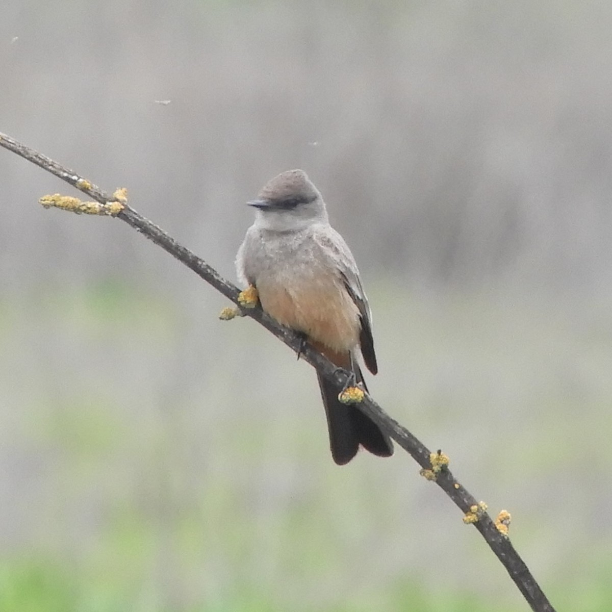 eBird Checklist - 6 Mar 2025 - Merced NWR--Bittern Marsh Trail (0.69 ...