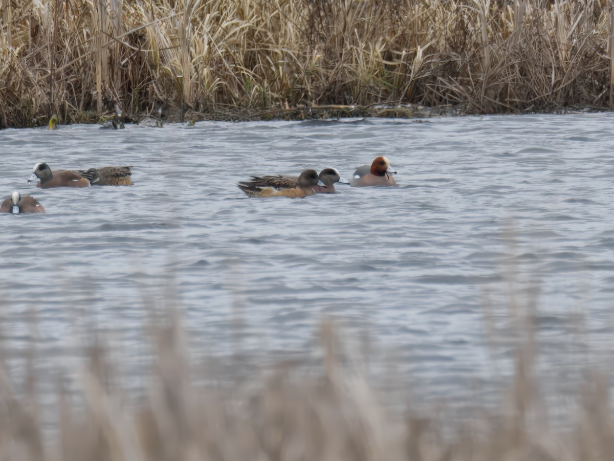eBird Checklist - 6 Mar 2025 - Firestone-Yeagley Wildlife Area - 8 species