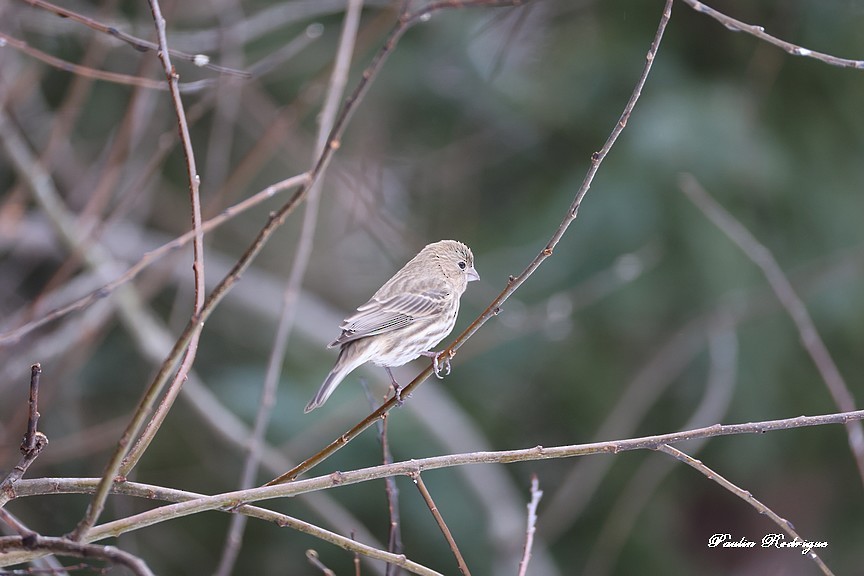 eBird Checklist - 6 Mar 2025 - Sainte-Marie de Beauce - 12 species