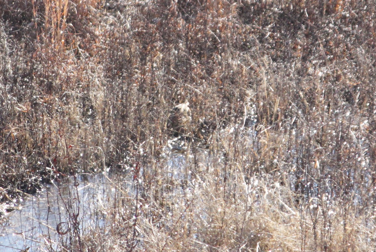 Pennsylvania Bird Atlas Checklist - 7 Mar 2025 - Calcon Hook Rd. - 5 ...