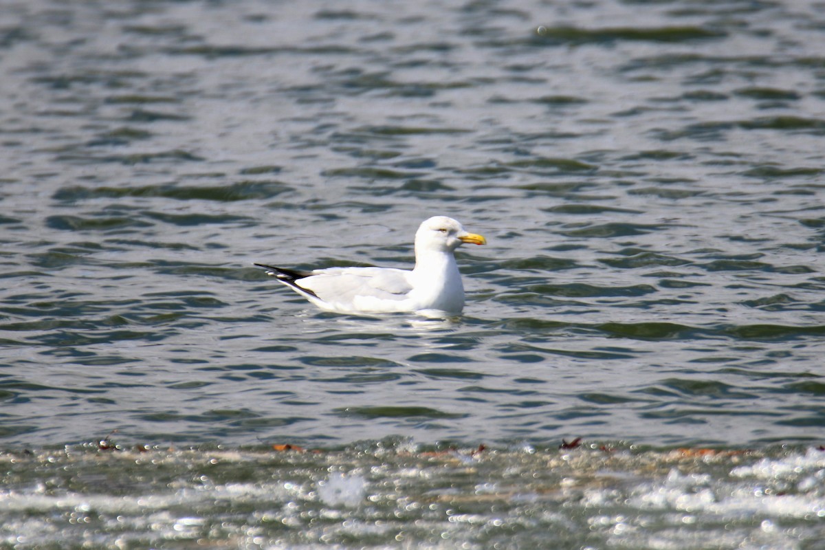 eBird Checklist - 1 Mar 2025 - Lake Decatur--Sportsman's Park - 1 species
