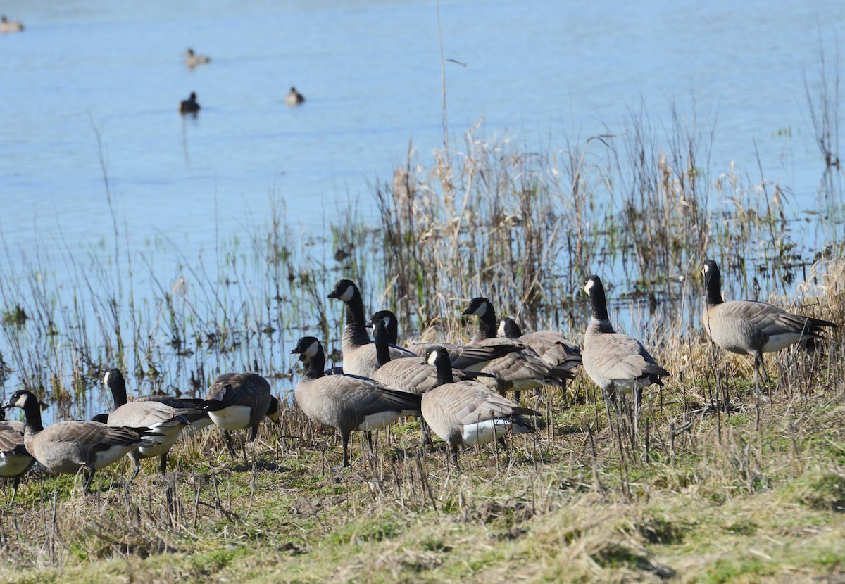 eBird Checklist - 6 Mar 2025 - Ridgefield NWR--River 'S' Unit - 41 species