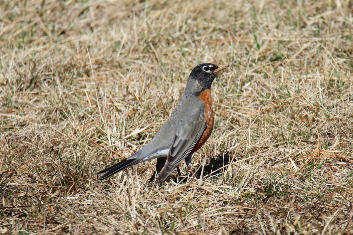 eBird Checklist - 6 Mar 2025 - Fort Daniel Conservation Area - 2 species