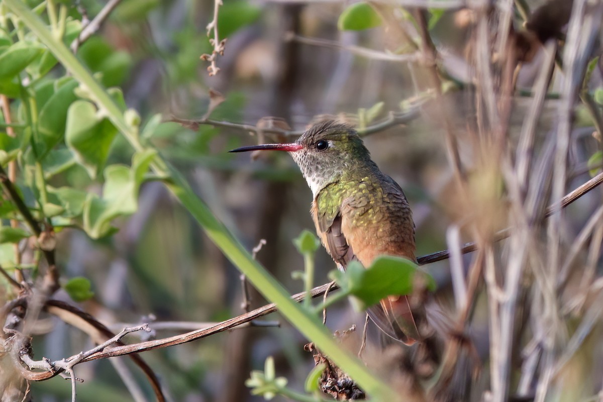 ML631753006 - Amazilia Hummingbird - Macaulay Library