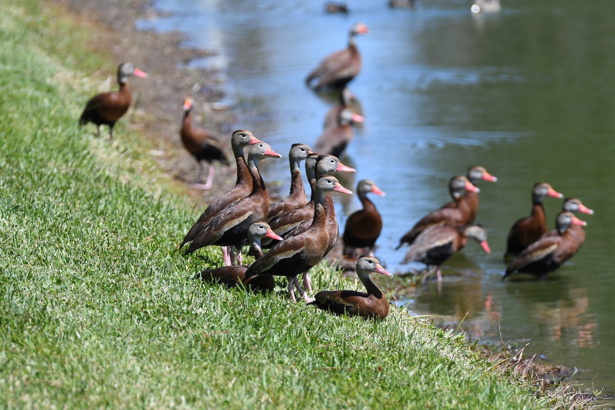 eBird Checklist - 6 Mar 2025 - The Sterling Ranch Cypress Tree Bird ...