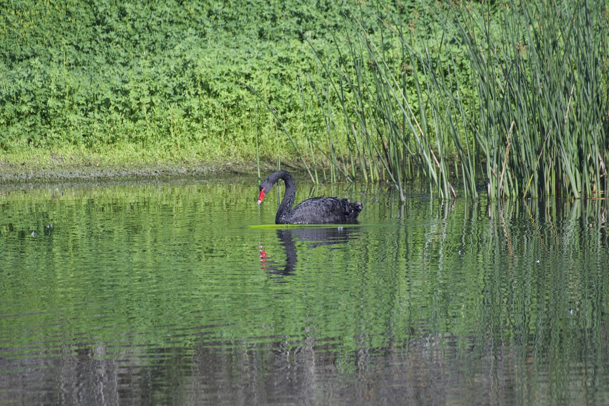 eBird Checklist - 7 Mar 2025 - IRWD San Joaquin Marsh & Wildlife ...