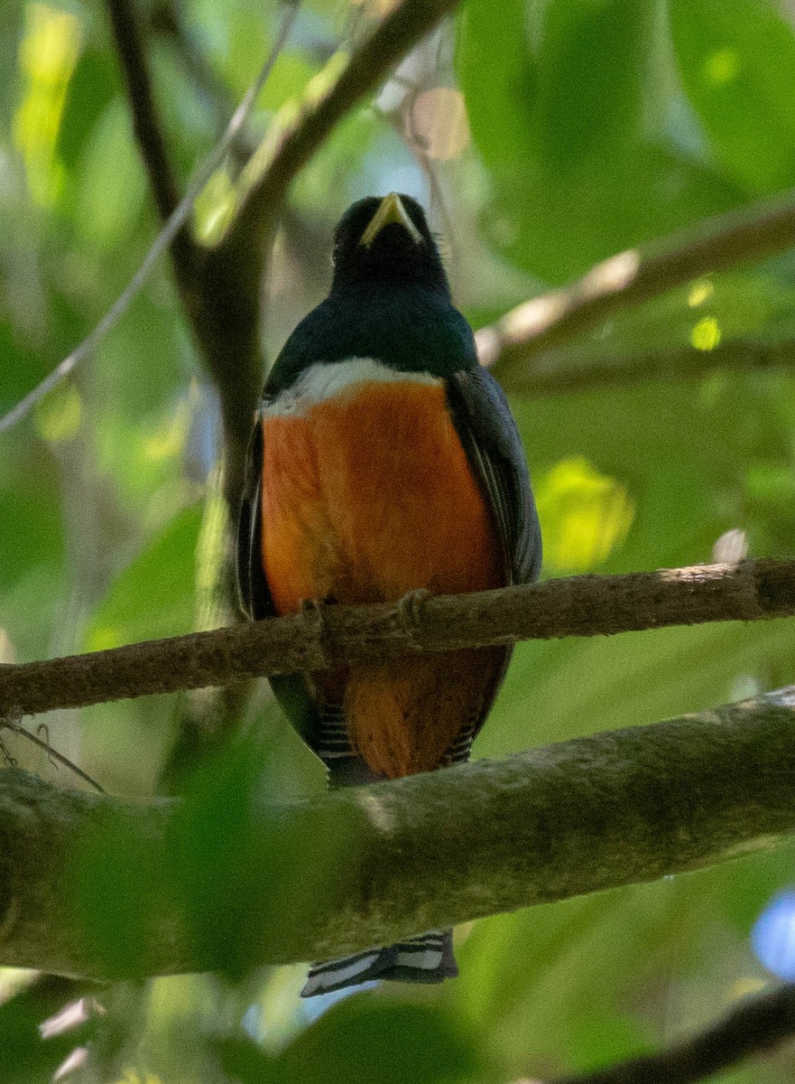 eBird Checklist - 25 Feb 2025 - Sky Adventures - Arenal Park - 65 species