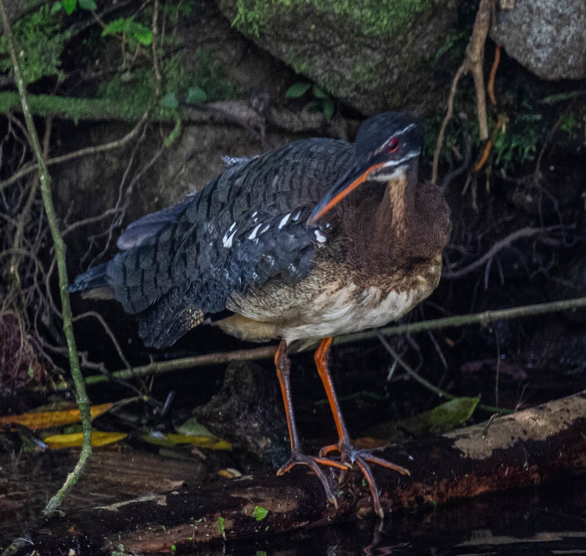 eBird Checklist - 25 Feb 2025 - Arenal Observatory Lodge--access rd - 6 ...