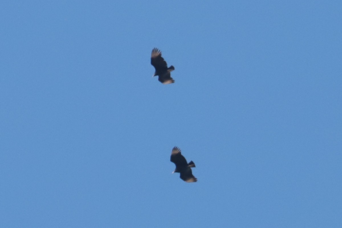 Pennsylvania Bird Atlas Checklist - 7 Mar 2025 - 399 Upper Georges Valley Rd, Spring Mills US-PA ...