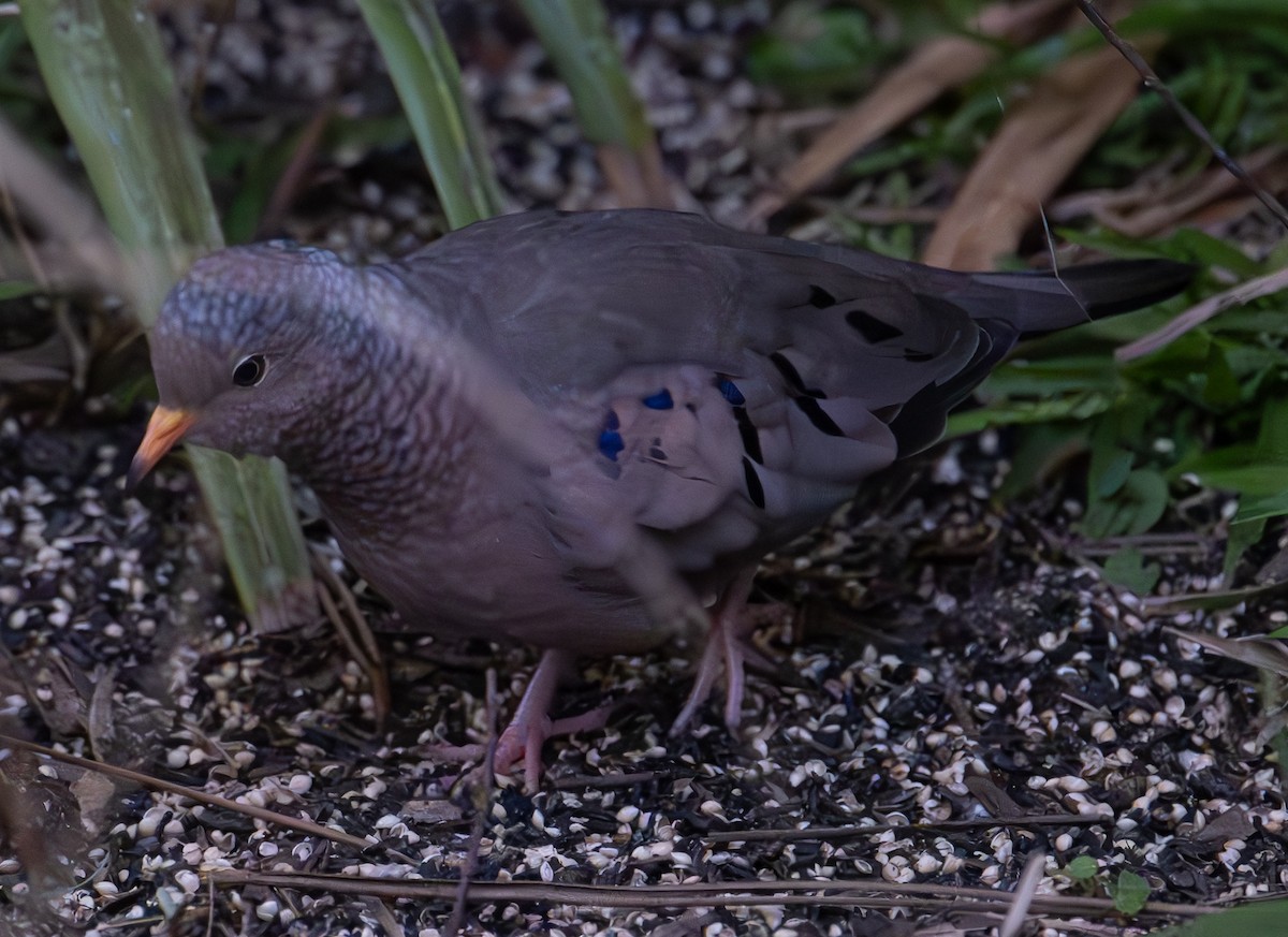 Pennsylvania Bird Atlas Checklist - 7 Mar 2025 - Audubon Corkscrew ...