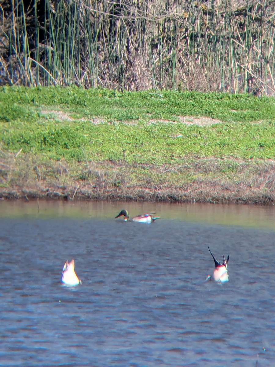 eBird Checklist - 7 Mar 2025 - Colusa NWR--Auto Tour Route - 53 species ...