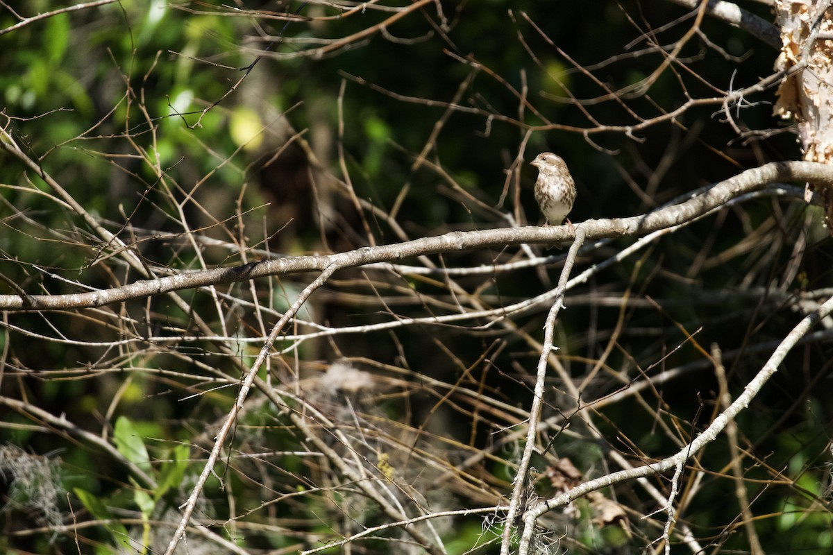 eBird Checklist - 7 Mar 2025 - My Yard List - 30 species