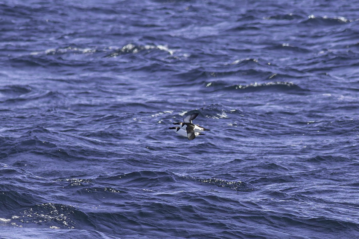 eBird Checklist - 23 Feb 2025 - Cape May Whale Watch & Research Center ...