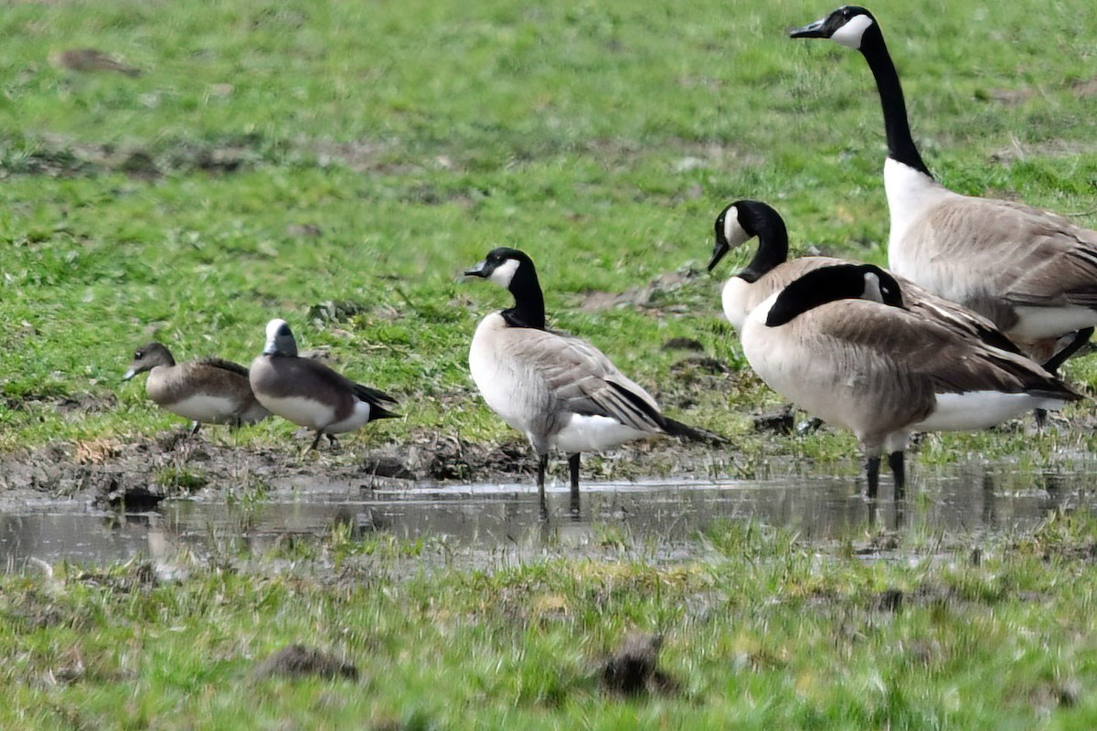 eBird Checklist - 7 Mar 2025 - S Precinct Line Wet Weather Fields - 6 ...