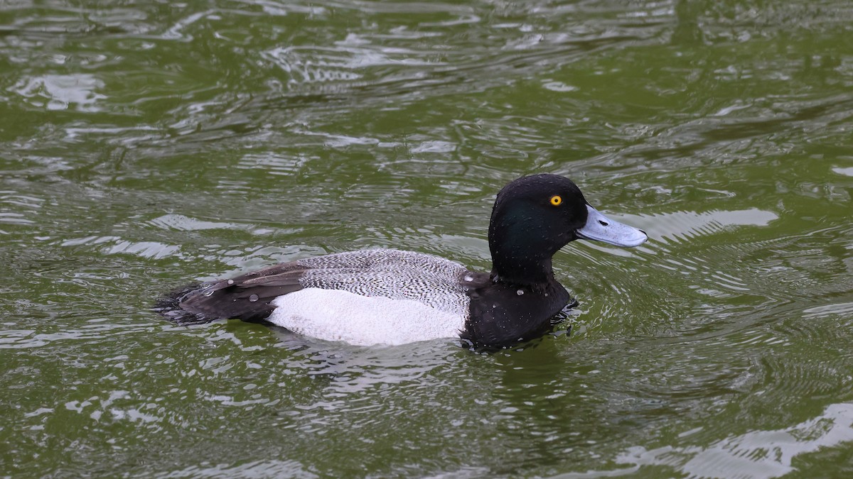 eBird Checklist - 7 Mar 2025 - Reifel Bird Sanctuary - 51 species