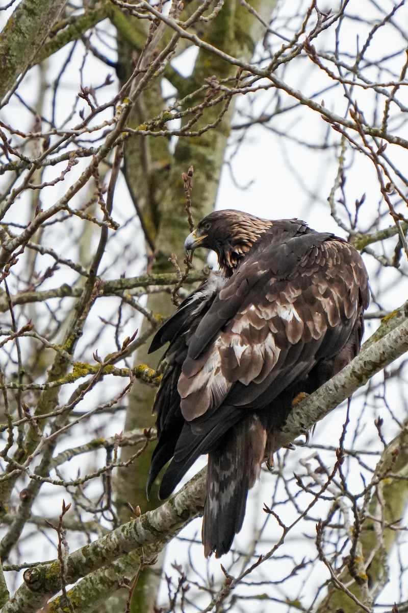 eBird Checklist - 7 Mar 2025 - Serpentine Fen - 20 species