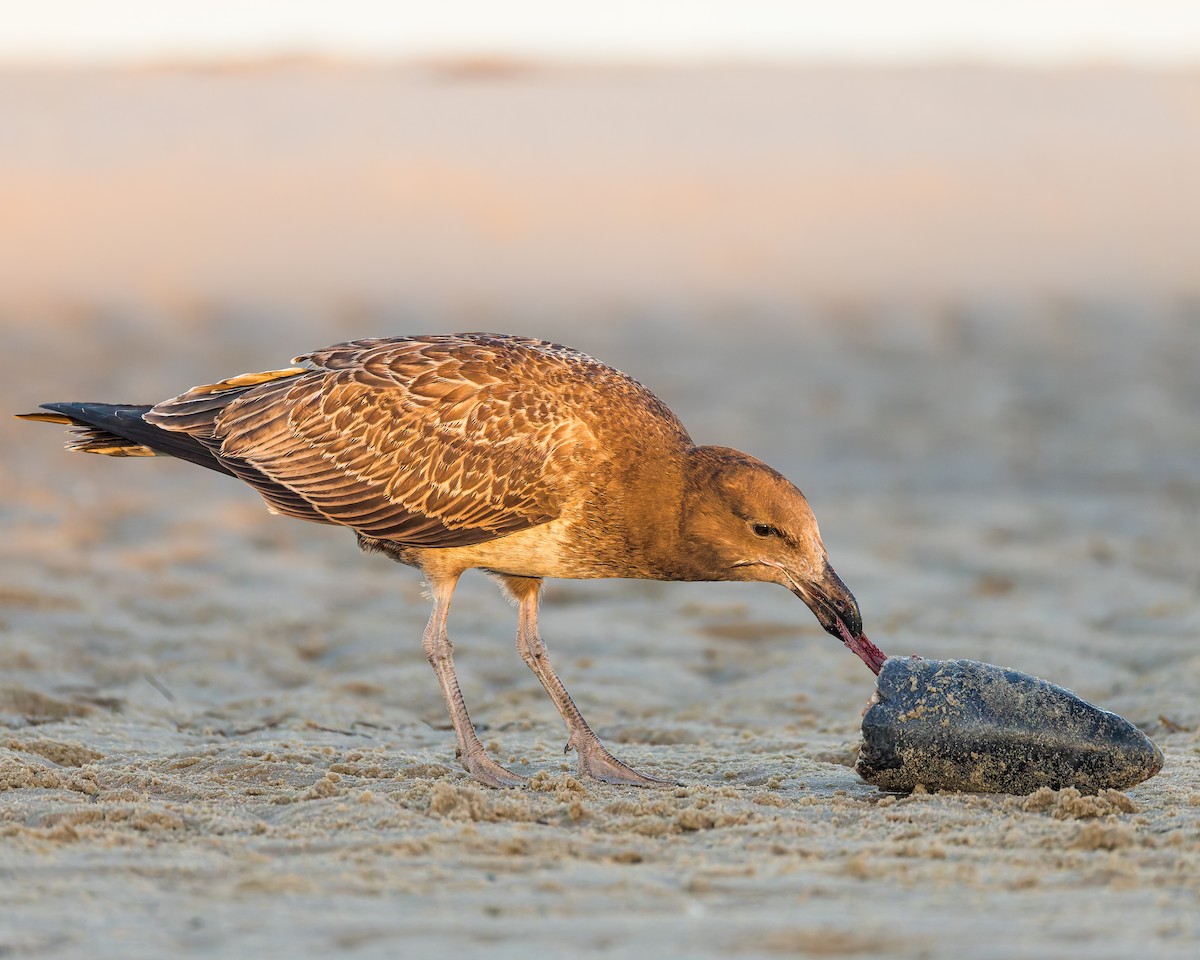 eBird Checklist - 8 Mar 2025 - Stockyard Point - 11 species