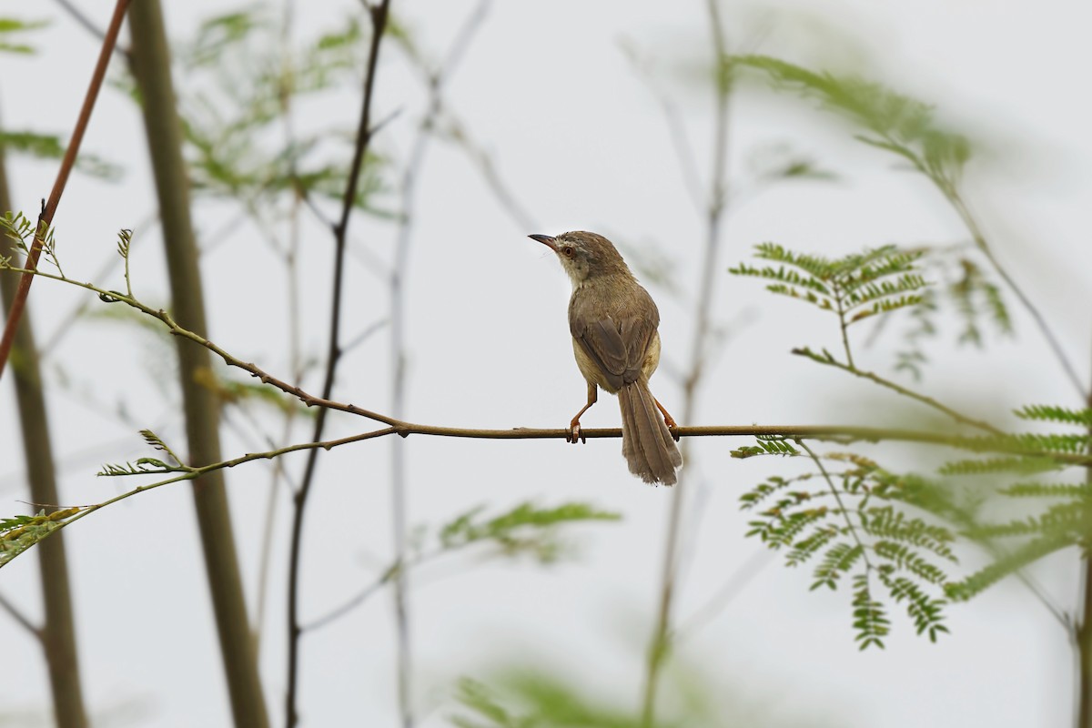 ML631788346 - Plain Prinia - Macaulay Library