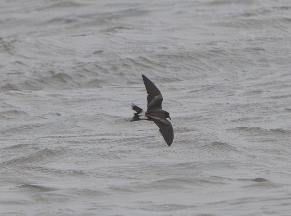 eBird Checklist - 8 Mar 2025 - Brighton Park/Decker Park (Brighton) - 1 ...