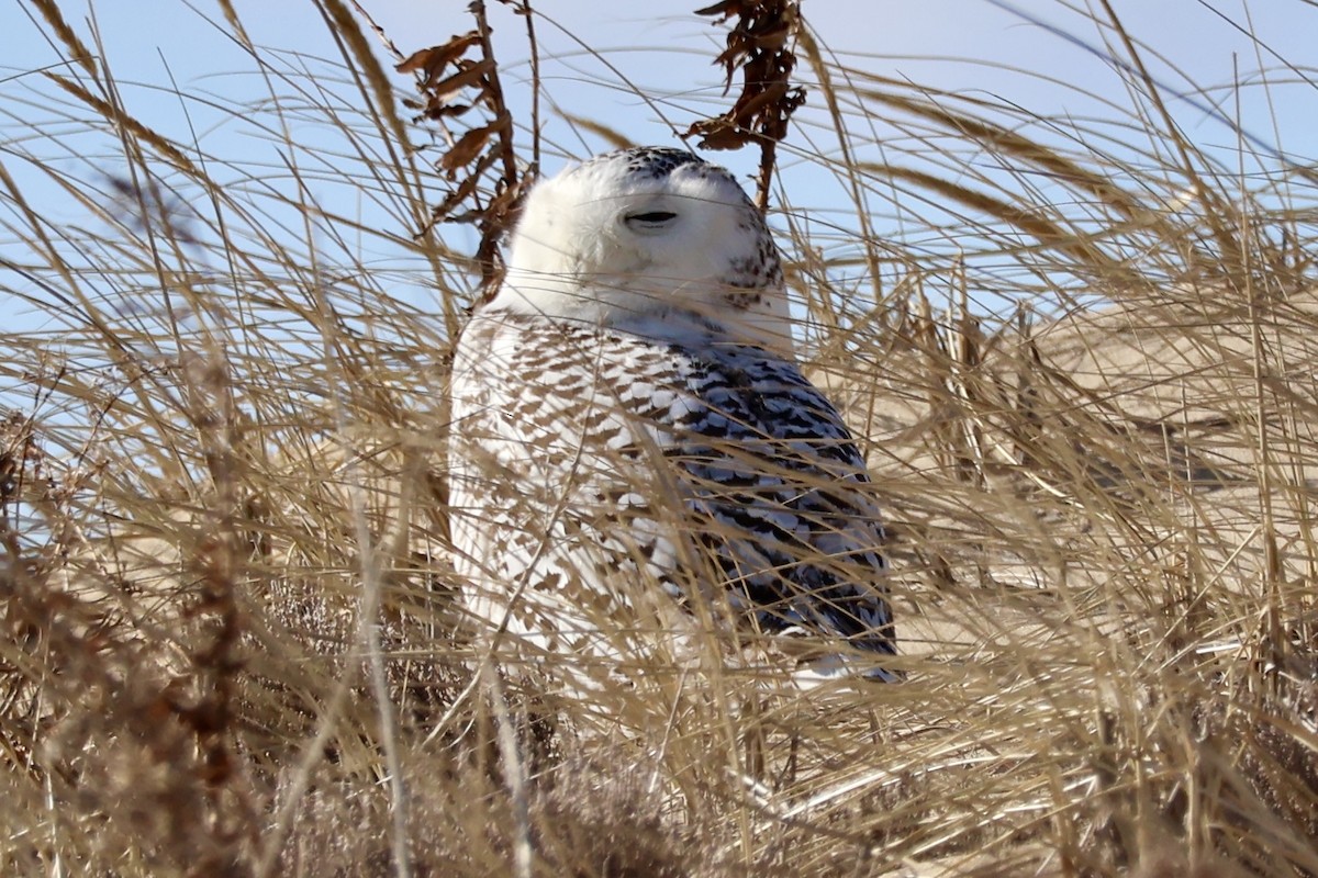 eBird Checklist - 8 Mar 2025 - Parker River NWR--Lot 3 - 3 species