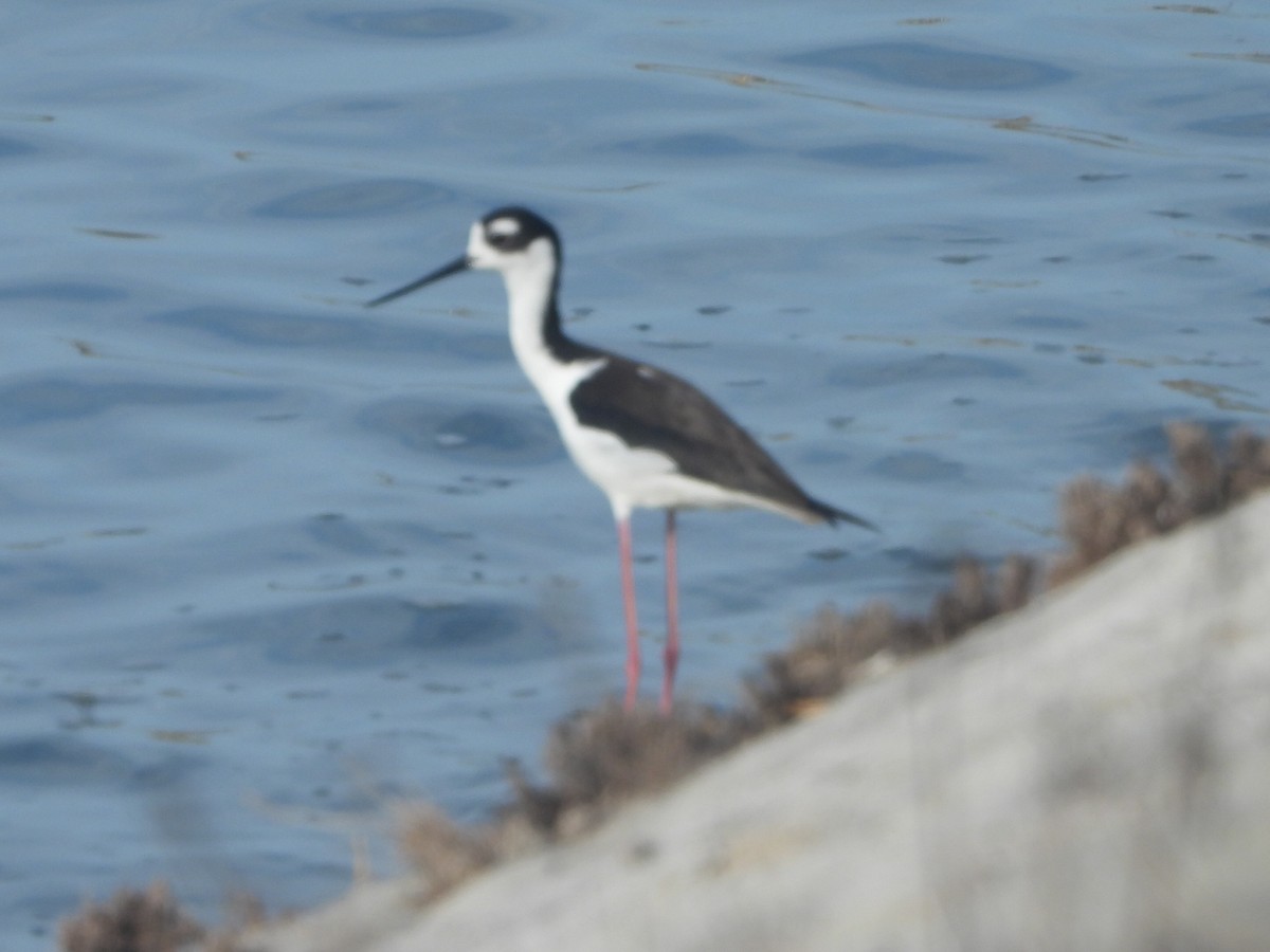 eBird Checklist - 8 Mar 2025 - 118th Ave County Dump Lake - 23 species
