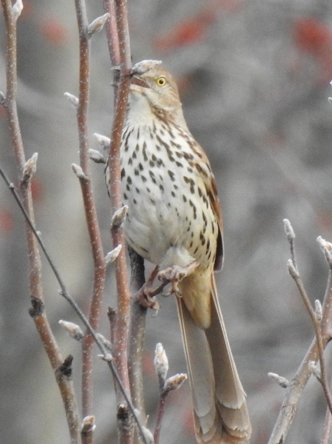 eBird Checklist - 8 Mar 2025 - Occoquan Bay NWR - 49 species