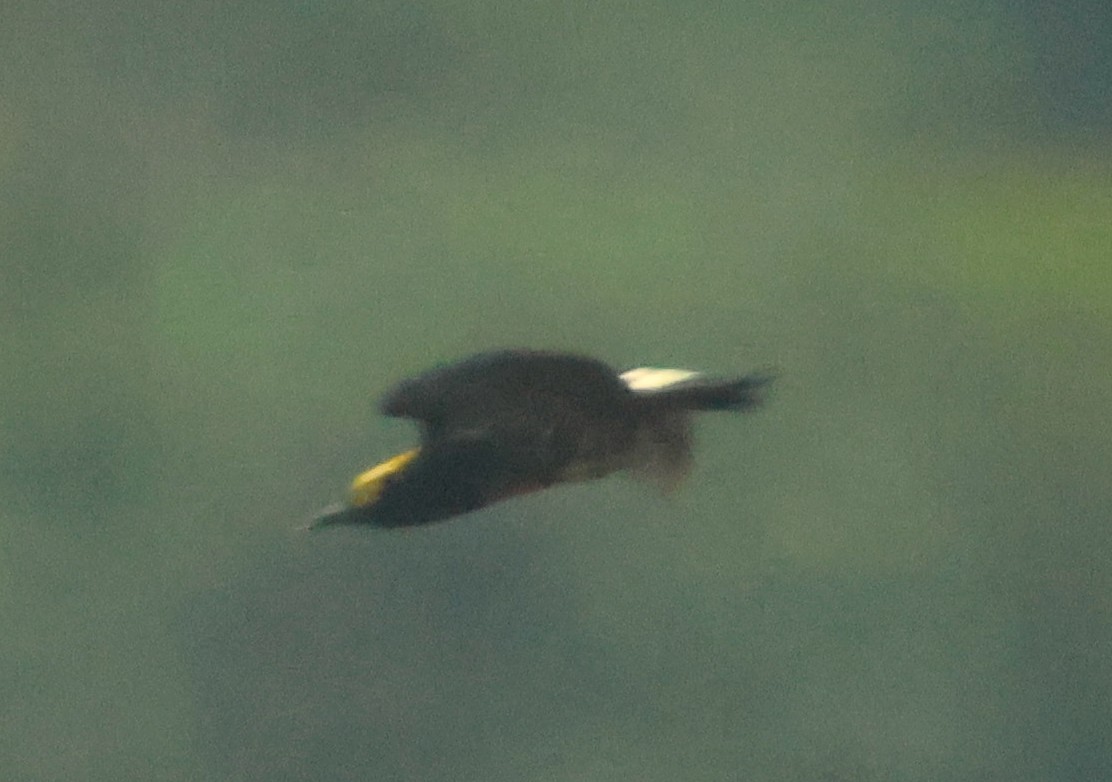 eBird Checklist - 25 Feb 2025 - Troncal Amazónica, Archidona EC-Napo -0 ...